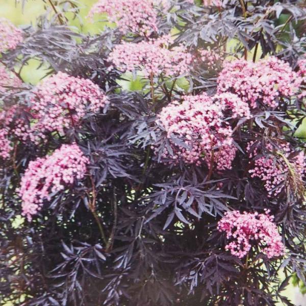 商品発送元："ITANSE農園セレクト通販"Healthy Herb &amp;amp; Plants &amp;amp; Foフラワー・ガーデニング、植木・盆栽・果樹【PVP登録出願中/海外への持出や営利目的の増殖は禁止されています】【品...