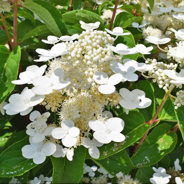 商品発送元："ITANSE農園セレクト通販"Healthy Herb &amp; Plants &amp; Foフラワー・ガーデニング、植木・盆栽・果樹【品種特徴】ノリウツギの中でも樹高が1m前後と、とてもコンパクトにまとまる矮性品種。お庭...