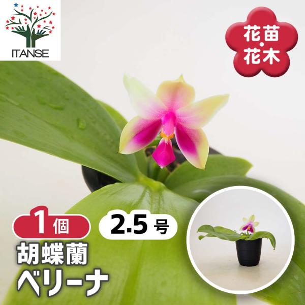 商品発送元："ITANSE農園セレクト通販"Healthy Herb &amp; Plants &amp; Foフラワー・ガーデニング、ガーデニング、苗物、花【品種特徴】ボルネオやマレーシアに自生する、胡蝶蘭の原種の一つ。咲き始めの花色は緑...