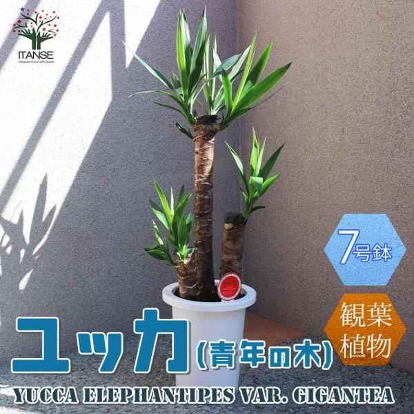 商品発送元："ITANSE農園セレクト通販"Healthy Herb &amp; Plants &amp; Foフラワー・ガーデニング、観葉植物育てやすい観葉植物の代表のような品種です。別名は「成長・発展の木」で、ユッカのまっすぐに伸びる性...