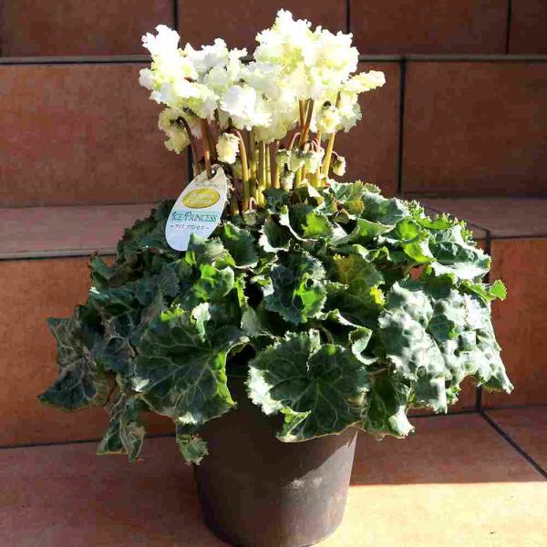 商品発送元："ITANSE農園セレクト通販"Healthy Herb &amp; Plants &amp; Foフラワー・ガーデニング、ガーデニング、苗物、花白い花弁の縁にグリーンの細かなフリンジが入るバラ咲きシクラメンです。アイスダンスを...