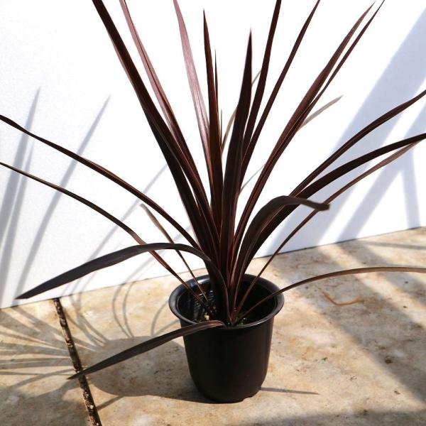 商品発送元："ITANSE農園セレクト通販"Healthy Herb &amp; Plants &amp; Foフラワー・ガーデニング、観葉植物放射線状に広がる美しい葉色が魅力で、庭や玄関先を彩る人気のカラーリーフです！強健で簡単に栽培が出...