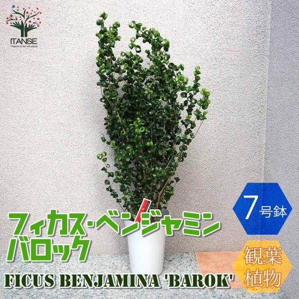 商品発送元："ITANSE農園セレクト通販"Healthy Herb &amp; Plants &amp; Foフラワー・ガーデニング、観葉植物おなじみのベンジャミンの新品種です。育てやすさは普通のベンジャミン並みで、独特のカールした葉がユ...