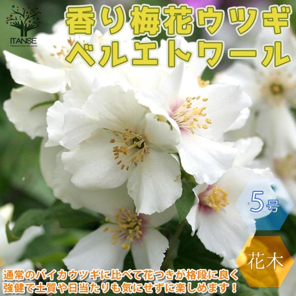 商品発送元："ITANSE農園セレクト通販"Healthy Herb &amp; Plants &amp; Foフラワー・ガーデニング、植木・盆栽・果樹通常のバイカウツギに比べて、花つきが格段に良く、花期は木を覆うほどに見事に咲き誇ります。...
