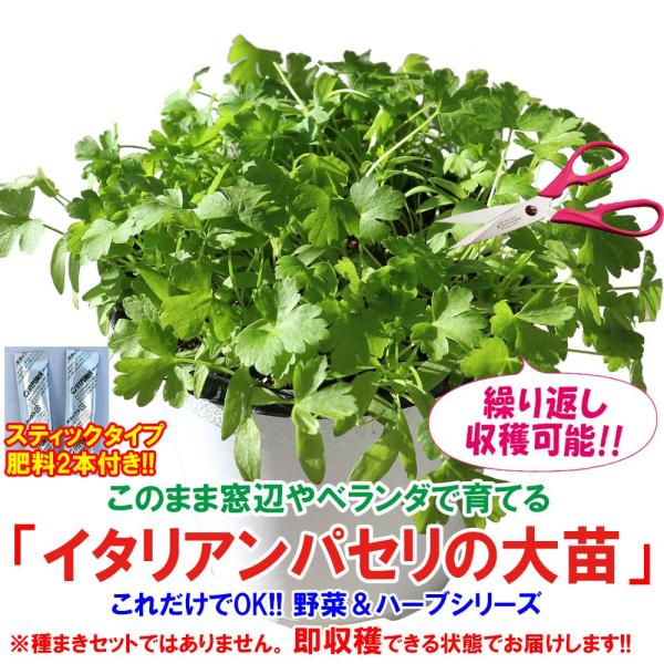 商品発送元："ITANSE農園セレクト通販"Healthy Herb &amp; Plants &amp; Foフラワー・ガーデニング、ガーデニング、苗物、野菜パセリと比べると、苦味が少なく柔らかいので食べやすいのが特徴。見た目が細かく縮れ...