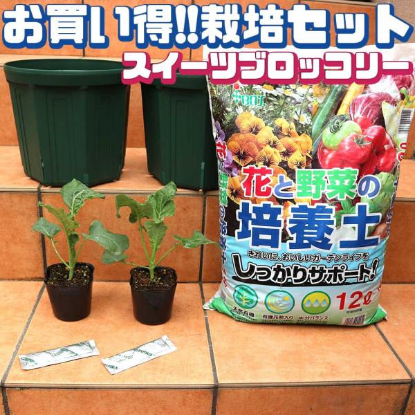 商品発送元："ITANSE農園セレクト通販"Healthy Herb &amp; Plants &amp; Foフラワー・ガーデニング、ガーデニング、種子・球根、栽培セット■セット内容：極甘！スイーツブロッコリー9cmポット2個・スリット鉢...