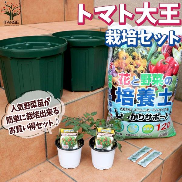商品発送元："ITANSE農園セレクト通販"Healthy Herb &amp; Plants &amp; Foフラワー・ガーデニング、ガーデニング、種子・球根、栽培セット■セット内容：トマト大王3号〜3.5号2個・スリット鉢8号2個・培養...