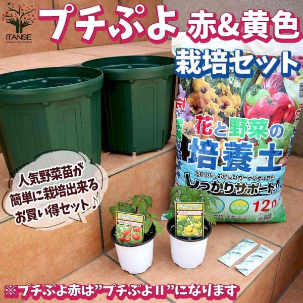 商品発送元："ITANSE農園セレクト通販"Healthy Herb &amp; Plants &amp; Foフラワー・ガーデニング■セット内容：プチぷよ3号〜3.5号 プチぷよ?(赤実)/プチぷよ黄色実各1個・スリット鉢8号2個・培養土...
