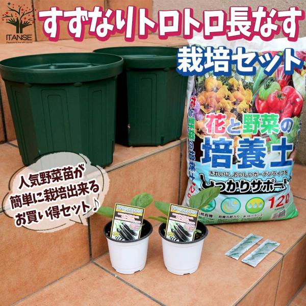 商品発送元："ITANSE農園セレクト通販"Healthy Herb &amp; Plants &amp; Foフラワー・ガーデニング■セット内容：すずなりトロトロなす 3号〜3.5号2個・スリット鉢8号2個・培養土12L・スティック肥料2...