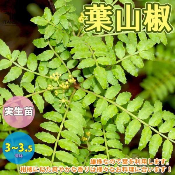 商品発送元："ITANSE農園セレクト通販"Healthy Herb &amp; Plants &amp; Foフラワー・ガーデニング、ガーデニング、苗物、野菜この山椒は雄株なので葉を利用します。葉の付け根の対称の位置に鋭い棘があり、葉は長...
