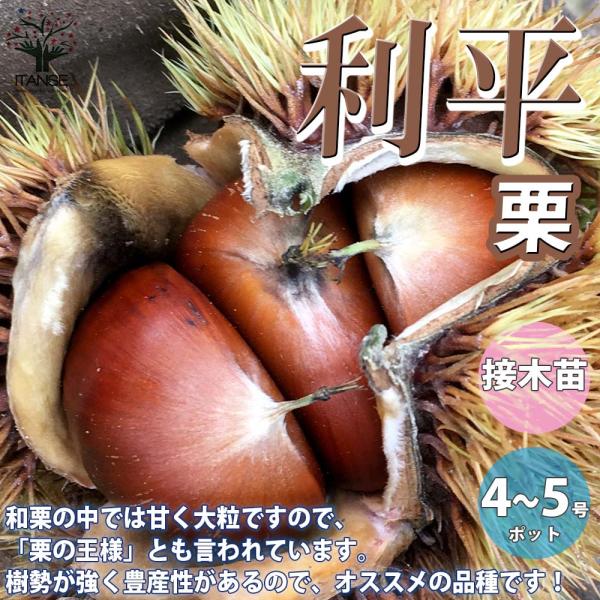 商品発送元："ITANSE農園セレクト通販"Healthy Herb &amp; Plants &amp; Foフラワー・ガーデニング、ガーデニング、苗物、野菜ふっくら丸くとんがり部分の周辺に産毛がふわふわ生えているのが特長で、和栗の中では...