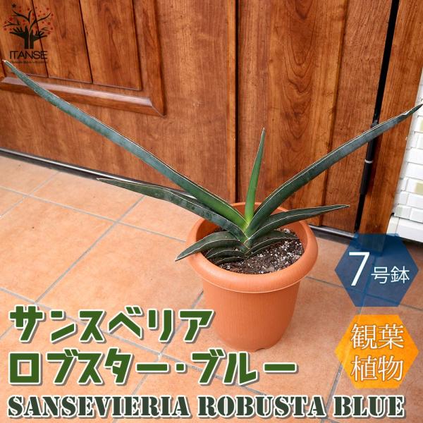 商品発送元："ITANSE農園セレクト通販"Healthy Herb &amp; Plants &amp; Foフラワー・ガーデニング、観葉植物サンスベリア・ロブスター・ブルーは、まだあまり出回っていない希少種です。ブルーグレイの葉がお洒落...