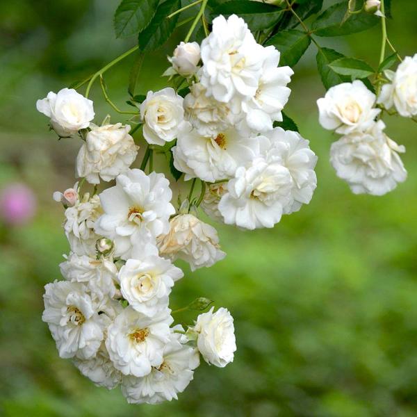 商品発送元："ITANSE農園セレクト通販"Healthy Herb &amp; Plants &amp; Foフラワー・ガーデニング、ガーデニング、苗物、花プロスペリティは、1919年にイギリスで作出された品種です。花は白色の中輪のカップ...