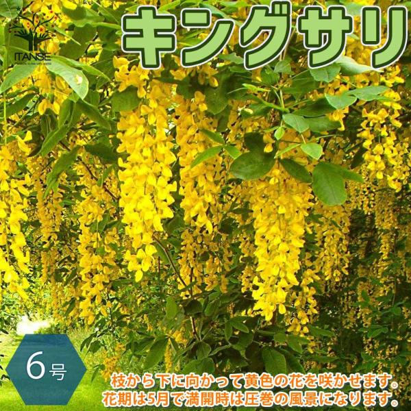 商品発送元："ITANSE農園セレクト通販"Healthy Herb &amp; Plants &amp; Foフラワー・ガーデニング、植木・盆栽・果樹キングサリ(金鎖・キバナフジ)はヨーロッパ原産のマメ科キングサリ属の落葉樹で、枝から下に...