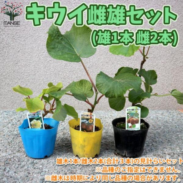 商品発送元："ITANSE農園セレクト通販"Healthy Herb &amp; Plants &amp; Foフラワー・ガーデニング、ガーデニング、苗物、その他美味しいキウイの苗木 雄雌セット　雄木10.5cmポット1本/雌木10.5cm...
