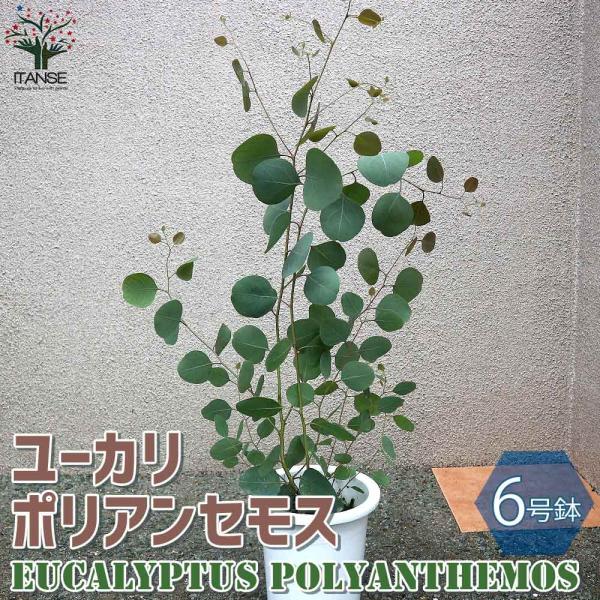 商品発送元："ITANSE農園セレクト通販"Healthy Herb &amp; Plants &amp; Foフラワー・ガーデニング、植木・盆栽・果樹葉がハートのような形をしている人気のユーカリで、ポポラスやハートリーフユーカリとも呼ばれ...