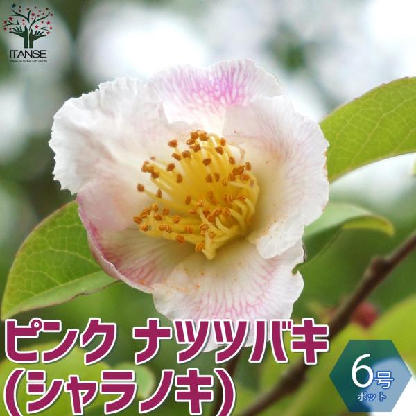 商品発送元："ITANSE農園セレクト通販"Healthy Herb &amp; Plants &amp; Foフラワー・ガーデニング、植木・盆栽・果樹6月〜7月にツバキに似た白い5弁の花を咲かせます。朝開花して夕方にはポトリと花ごと落ちる...