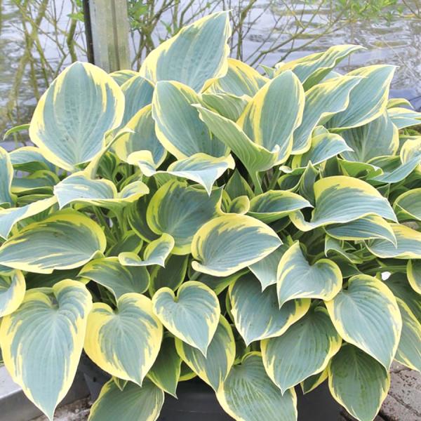 商品発送元："ITANSE農園セレクト通販"Healthy Herb &amp; Plants &amp; Foフラワー・ガーデニング、ガーデニング、苗物、花ブルーグレーの葉色に黄色の斑が入る美しい品種で、2010年アメリカホスタ協会のホス...