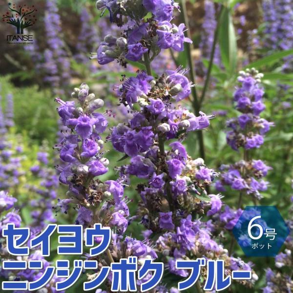 商品発送元："ITANSE農園セレクト通販"Healthy Herb &amp; Plants &amp; Foフラワー・ガーデニング、植木・盆栽・果樹初夏に穂状の花を咲かせる落葉低木で、花や葉などに爽やかな芳香があります。強健で花木が長い...