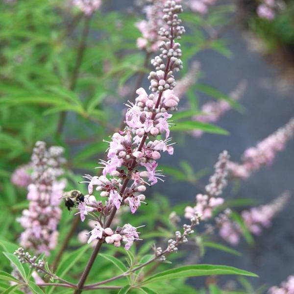 商品発送元："ITANSE農園セレクト通販"Healthy Herb &amp; Plants &amp; Foフラワー・ガーデニング、植木・盆栽・果樹初夏に穂状の花を咲かせる落葉低木で、花や葉などに爽やかな芳香があります。強健で花木が長い...