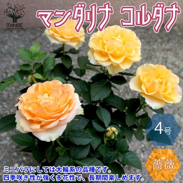 商品発送元："ITANSE農園セレクト通販"Healthy Herb &amp; Plants &amp; Foフラワー・ガーデニング咲き始めはオレンジで、開花が進むと平咲きになりアプリコットになり、やがてベージュとなる色の変化が楽しめます...