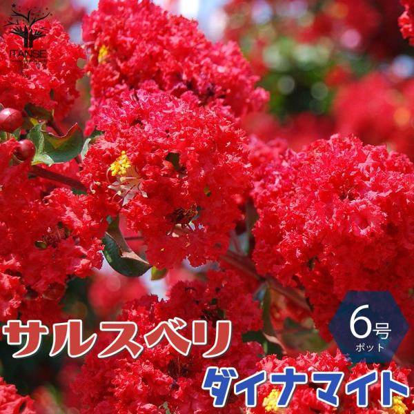 商品発送元："ITANSE農園セレクト通販"Healthy Herb &amp; Plants &amp; Foフラワー・ガーデニング、植木・盆栽・果樹ダイナマイトは、真っ赤な花が特徴の品種。満開になると樹冠いっぱいに長期間咲かせる優れた品...