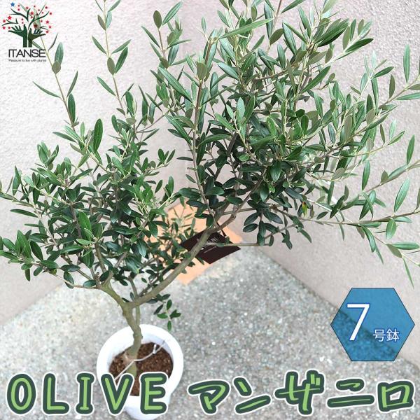 商品発送元："ITANSE農園セレクト通販"Healthy Herb &amp; Plants &amp; Foフラワー・ガーデニング3〜4g前後のまん丸な大きな実が特徴です。青リンゴのような実と形容され見た目からして美味しそうです。マンザ...