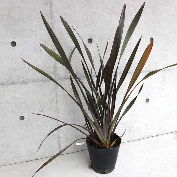 商品発送元："ITANSE農園セレクト通販"Healthy Herb &amp; Plants &amp; Foフラワー・ガーデニング、植木・盆栽・果樹ニューサイランはすらっとした長い葉を株元から扇状につける多年草です。葉は剣形で根生し、左...