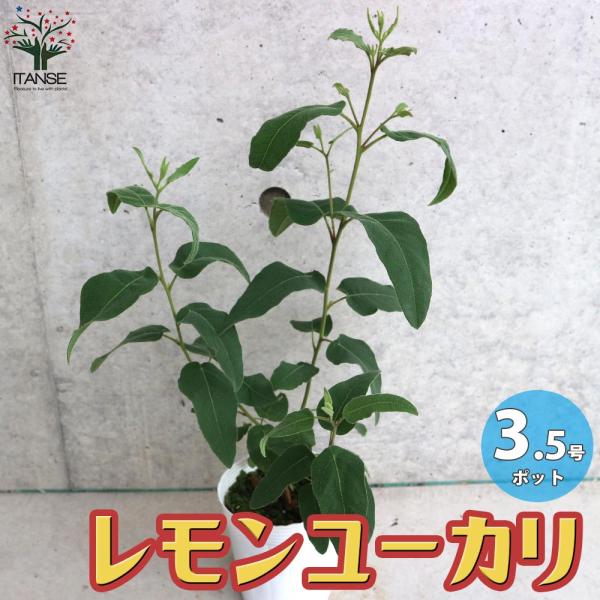 商品発送元："ITANSE農園セレクト通販"Healthy Herb &amp; Plants &amp; Foフラワー・ガーデニング、ガーデニング、苗物、ハーブ大きく細長い葉にレモンのような良い香りがする人気品種。殺菌効果や虫よけ効果が高...