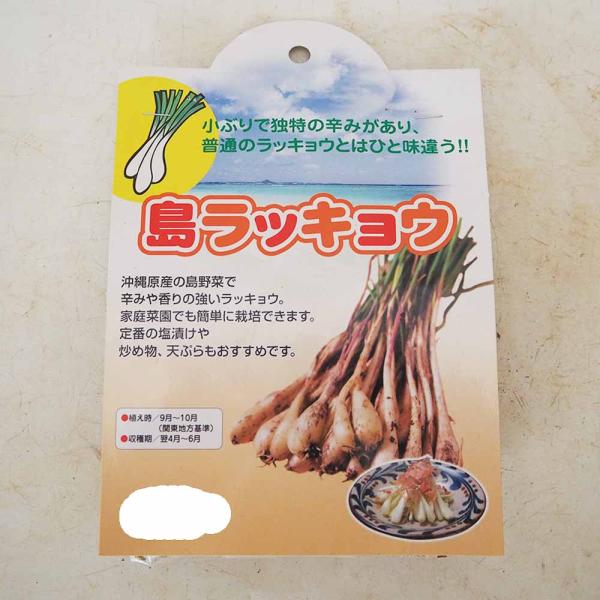 商品発送元："ITANSE農園セレクト通販"Healthy Herb &amp; Plants &amp; Foフラワー・ガーデニング、ガーデニング、種子・球根、野菜小粒ですが、栄養価が豊富な健康野菜！普通のらっきょうに比べて小さめで辛味が...