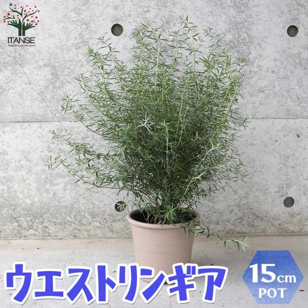 商品発送元："ITANSE農園セレクト通販"Healthy Herb &amp; Plants &amp; Foフラワー・ガーデニング、植木・盆栽・果樹オーストラリアのニューサウスウェールズ州に分布しています。海岸の岸壁などに生える丈夫な潅...