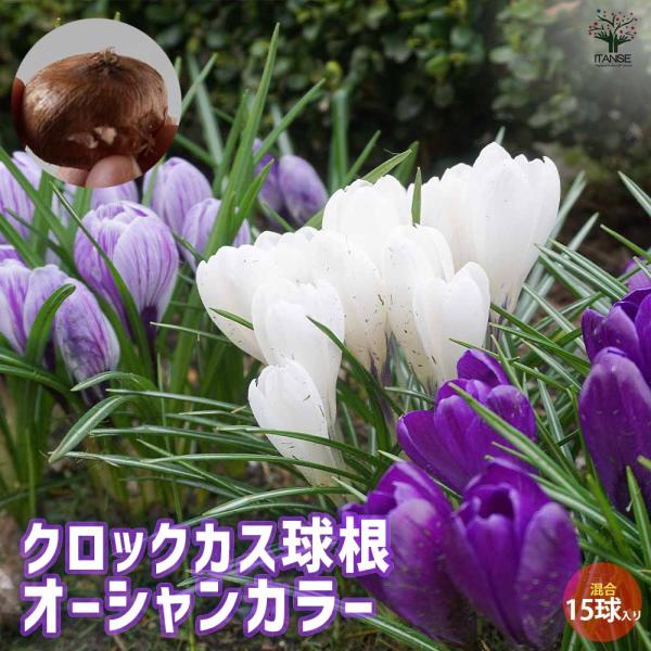 商品発送元："ITANSE農園セレクト通販"Healthy Herb &amp; Plants &amp; Foフラワー・ガーデニング、ガーデニング、種子・球根、野菜簡単栽培、植えっぱなしOKのクロッカス3品種をセットにしました。紫、白、絞...