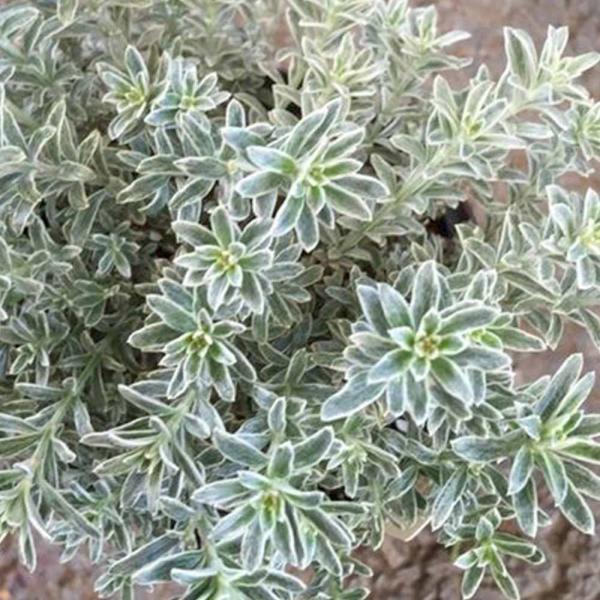 商品発送元："ITANSE農園セレクト通販"Healthy Herb &amp; Plants &amp; Foフラワー・ガーデニング、植木・盆栽・果樹お庭に映えるオージープランツ。スモーキーホワイトはウエストリンギアの斑入り品種で、シルバ...