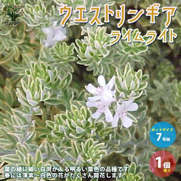 商品発送元："ITANSE農園セレクト通販"Healthy Herb &amp; Plants &amp; Foフラワー・ガーデニング、植木・盆栽・果樹お庭に映えるオージープランツ。海岸の岸壁などに生える丈夫な潅木です。葉や花の形がローズマ...