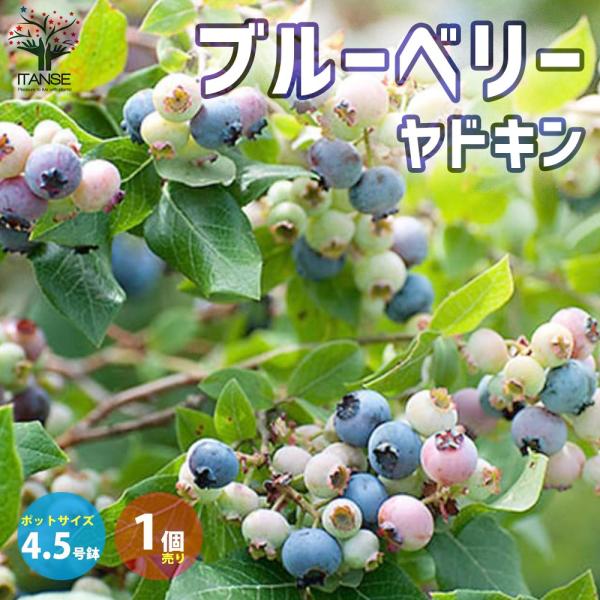 商品発送元："ITANSE農園セレクト通販"Healthy Herb &amp; Plants &amp; Foフラワー・ガーデニング、ガーデニング、苗物、その他ヤドキンたくさん収穫できる晩生品種です。香りが非常によく、風味も優れています。...