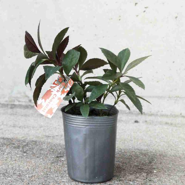 商品発送元："ITANSE農園セレクト通販"Healthy Herb &amp; Plants &amp; Foフラワー・ガーデニング、ガーデニング、苗物、その他シックな雰囲気で、ガーデニングにもおすすめの黒葉センリョウです。新芽が赤黒く、...