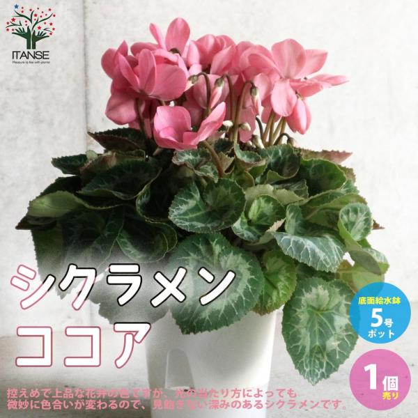 商品発送元："ITANSE農園セレクト通販"Healthy Herb &amp; Plants &amp; Foフラワー・ガーデニング、ガーデニング、苗物、花アンティークな深みのある色合いが特徴のシクラメン「ココア」。控えめで上品な花弁の色...