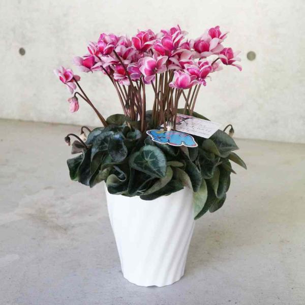 商品発送元："ITANSE農園セレクト通販"Healthy Herb &amp; Plants &amp; Foフラワー・ガーデニング、ガーデニング、苗物、花花びらがまるで妖精のような可愛らしさの八重咲きのミニシクラメン。花弁の裏側が淡く、...