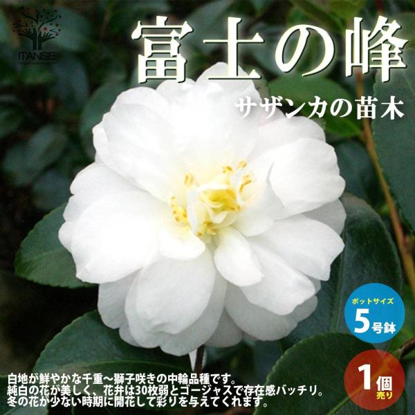 商品発送元："ITANSE農園セレクト通販"Healthy Herb &amp; Plants &amp; Foフラワー・ガーデニング、ガーデニング、苗物、花サザンカは、ツバキ科の常緑広葉樹で、庭木、生垣、景観樹、盆栽など様々な用途で植栽さ...