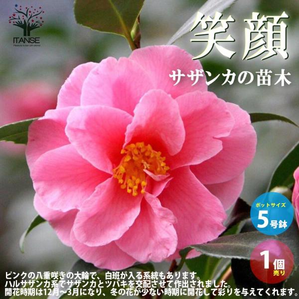 商品発送元："ITANSE農園セレクト通販"Healthy Herb &amp; Plants &amp; Foフラワー・ガーデニング、ガーデニング、苗物、花サザンカは、ツバキ科の常緑広葉樹で、庭木、生垣、景観樹、盆栽など様々な用途で植栽さ...