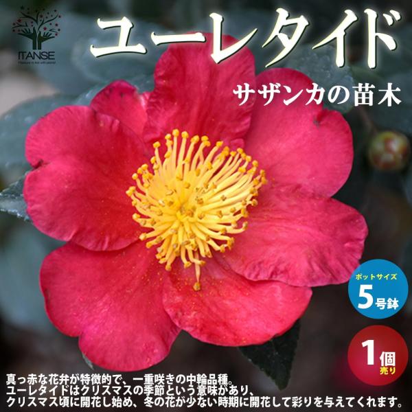 商品発送元："ITANSE農園セレクト通販"Healthy Herb &amp; Plants &amp; Foフラワー・ガーデニング、ガーデニング、苗物、花サザンカは、ツバキ科の常緑広葉樹で、庭木、生垣、景観樹、盆栽など様々な用途で植栽さ...
