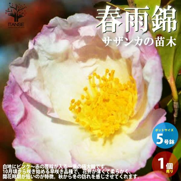 商品発送元："ITANSE農園セレクト通販"Healthy Herb &amp; Plants &amp; Foフラワー・ガーデニング、ガーデニング、苗物、花サザンカは、ツバキ科の常緑広葉樹で、庭木、生垣、景観樹、盆栽など様々な用途で植栽さ...