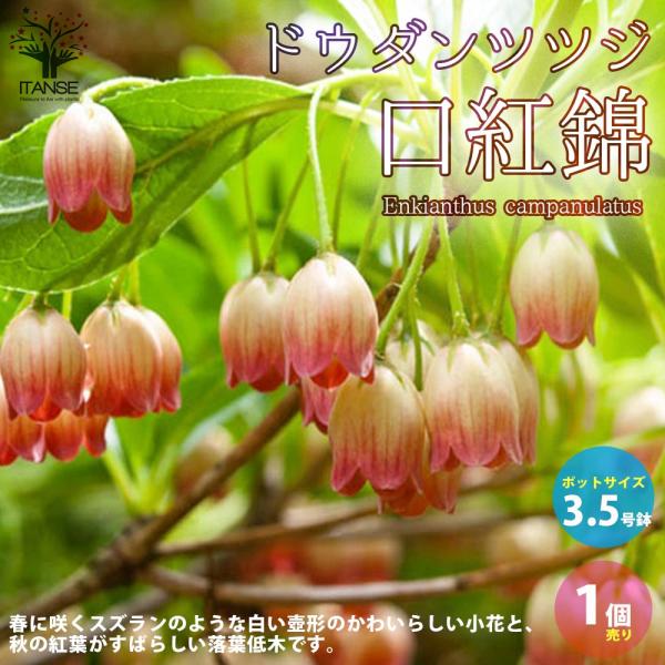 商品発送元："ITANSE農園セレクト通販"Healthy Herb &amp; Plants &amp; Foフラワー・ガーデニング、植木・盆栽・果樹ドウダンツツジは春に咲くスズランのような白い壺形のかわいらしい小花と、秋の紅葉がすばらし...
