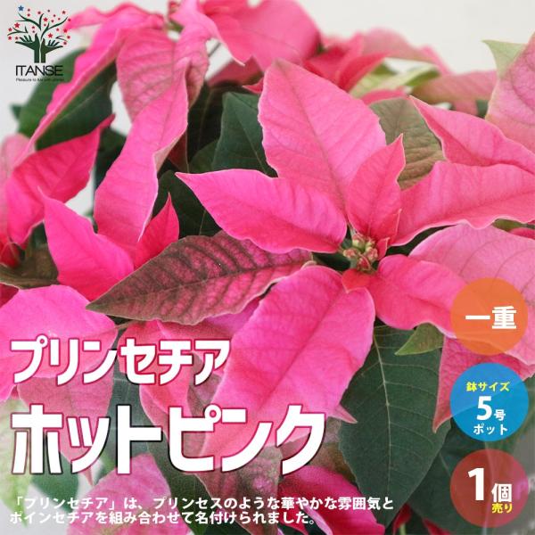 商品発送元："ITANSE農園セレクト通販"Healthy Herb &amp; Plants &amp; Foフラワー・ガーデニング、植木・盆栽・果樹プリンセチアは、プリンセスのような華やかな雰囲気とポインセチアを組み合わせて名付けられま...