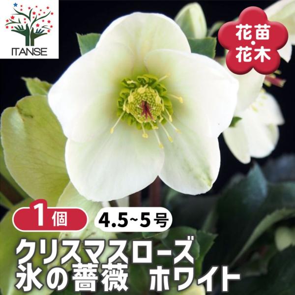 商品発送元："ITANSE農園セレクト通販"Healthy Herb &amp; Plants &amp; Foフラワー・ガーデニング、植木・盆栽・果樹氷の薔薇ホワイトは、耐寒性があり、とても丈夫で花数が多く、大きく育つ品種です。花径も大き...