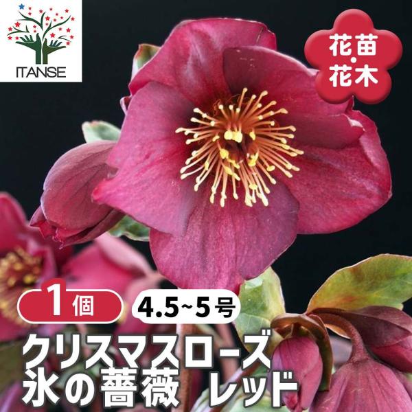 商品発送元："ITANSE農園セレクト通販"Healthy Herb &amp; Plants &amp; Foフラワー・ガーデニング、植木・盆栽・果樹氷の薔薇レッドは、耐寒性があり、とても丈夫で花数が多く、大きく育つ品種です。花径も大きく...