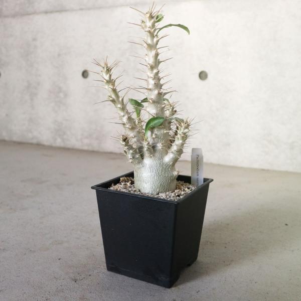 商品発送元："ITANSE農園セレクト通販"Healthy Herb &amp; Plants &amp; Foフラワー・ガーデニング、観葉植物パキポディウムは、塊根植物の一種。サンデルシーはどっしりとした太い柱状の幹のパキポディウムで、そ...