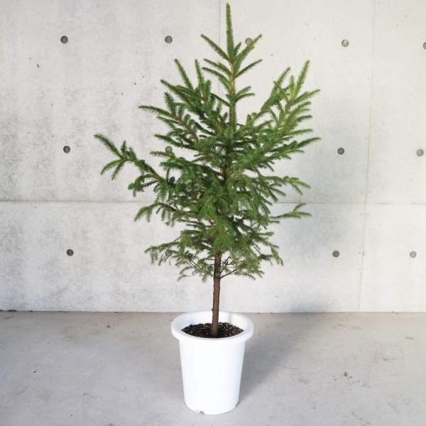 商品発送元："ITANSE農園セレクト通販"Healthy Herb &amp; Plants &amp; Foフラワー・ガーデニング、植木・盆栽・果樹ピセア・グレニー(アカエゾマツ)はクリスマスの飾り付けにもぴったりのトウヒの仲間です。円...