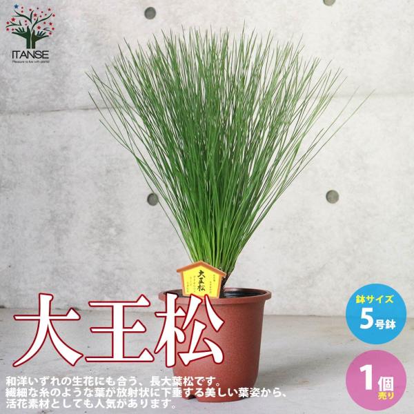 商品発送元："ITANSE農園セレクト通販"Healthy Herb &amp; Plants &amp; Foフラワー・ガーデニング、植木・盆栽・果樹北アメリカ東部原産で、明治期に日本に導入されたといわれるマツの1種。和洋いずれの生花にも...