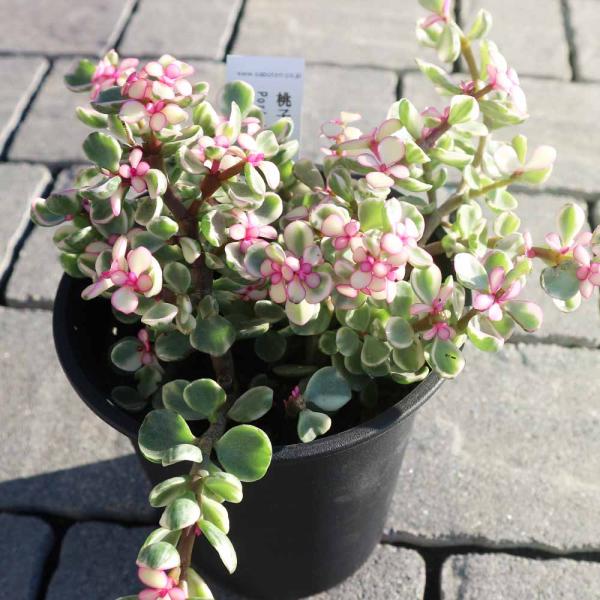 商品発送元："ITANSE農園セレクト通販"Healthy Herb &amp; Plants &amp; Foフラワー・ガーデニング、植木・盆栽・果樹桃子の舞は、肉厚で丸みをおびた葉に白い斑が入り、新芽はかわいいピンク色の葉が特徴のポーチ...